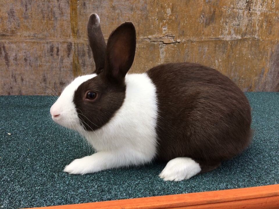 Chocolate Dutch rabbit | in Radstock, Somerset | Gumtree