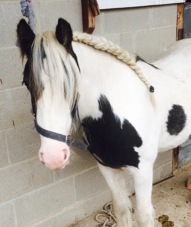 BLACK AND WHITE COB ### | in Melton Constable, Norfolk | Gumtree