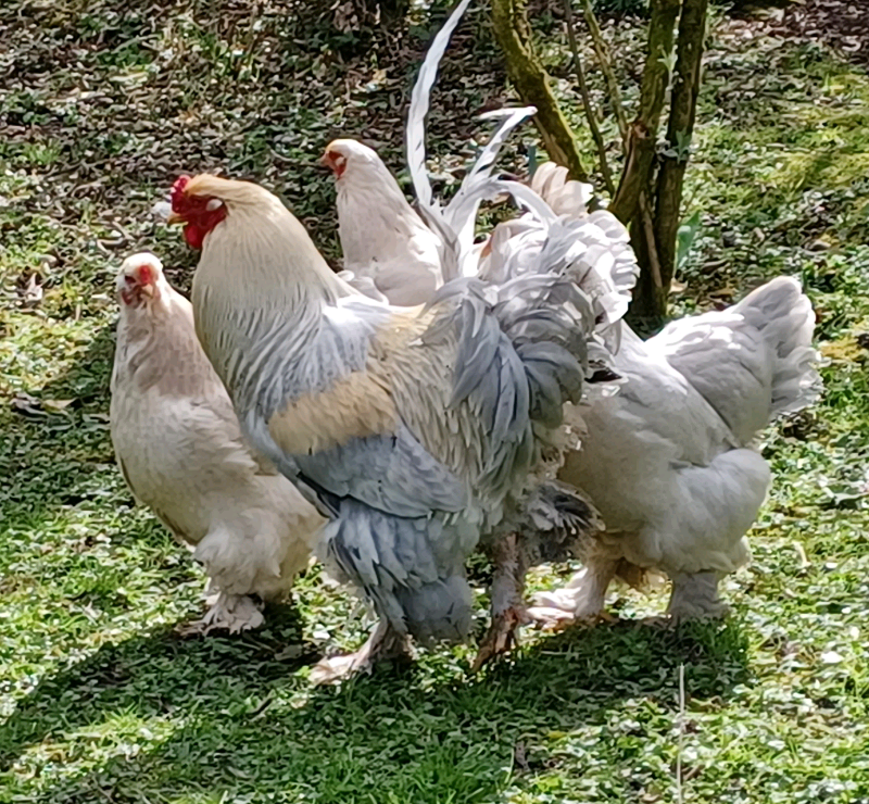 Isabella Brahma chicken hens fertile hatching eggs X 6 | in Great ...