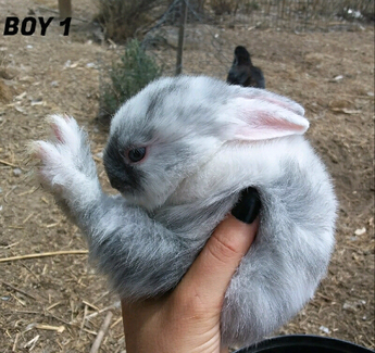 Canberra Region, ACT | Rabbits | Gumtree Australia Free Local Classifieds