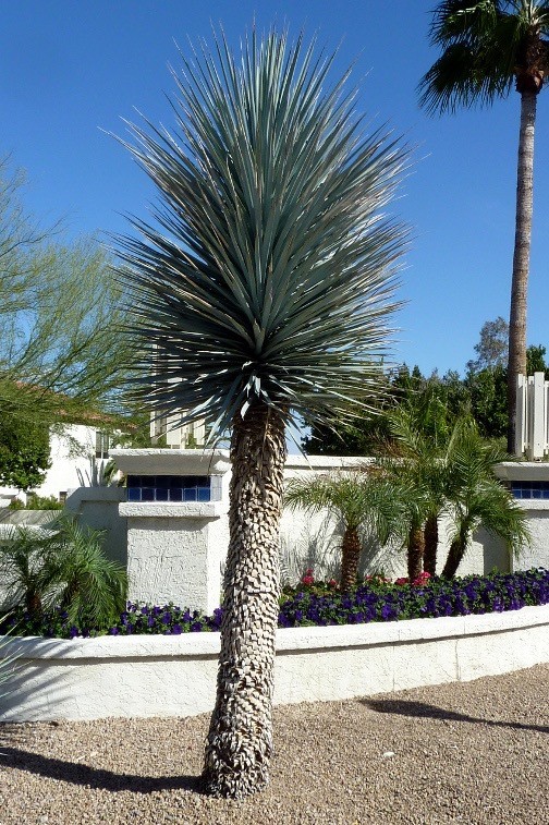 BLUE YUCCA (Yucca rigida) 10 seeds | eBay