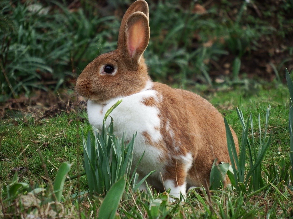 PREMIUM bunny - ginger/white female | in Coulsdon, London | Gumtree