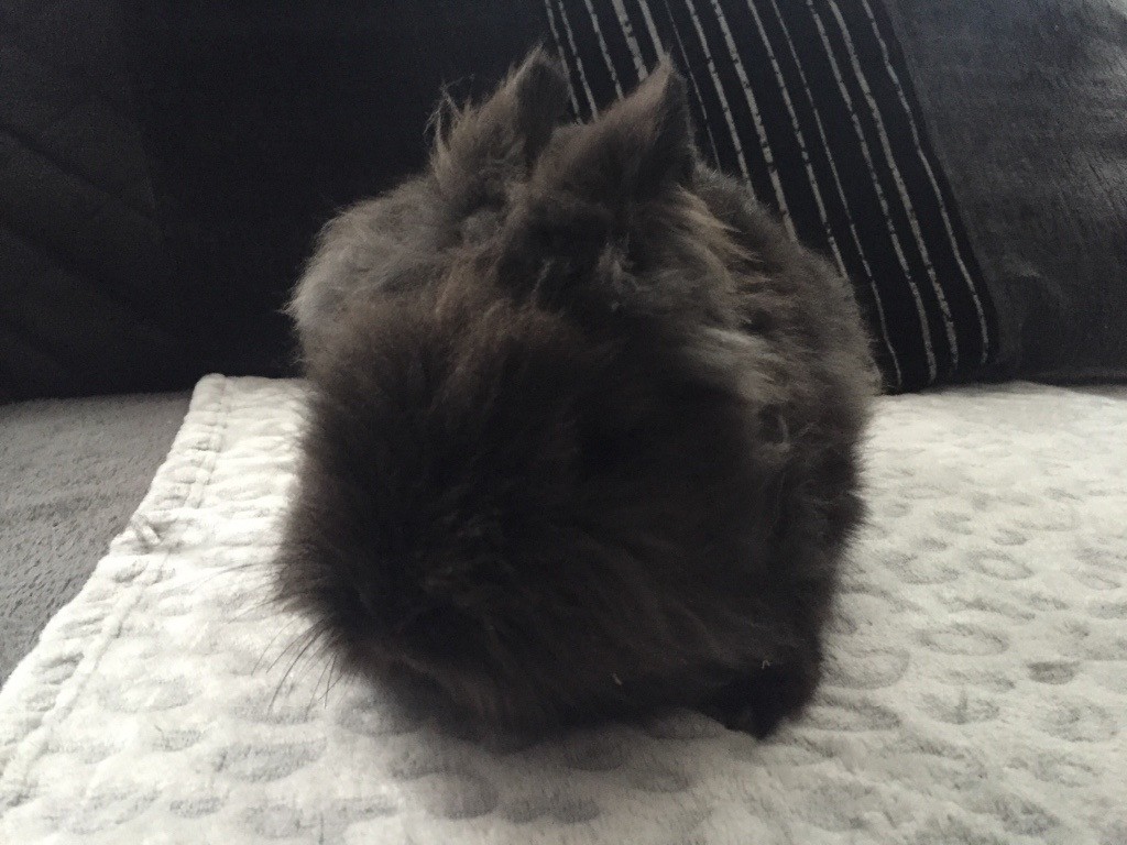 Black Lionhead Rabbit available | in Poole, Dorset | Gumtree