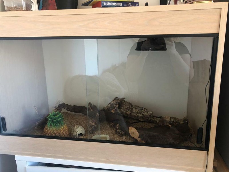 Tall Vivarium for sale in UK | 61 used Tall Vivariums
