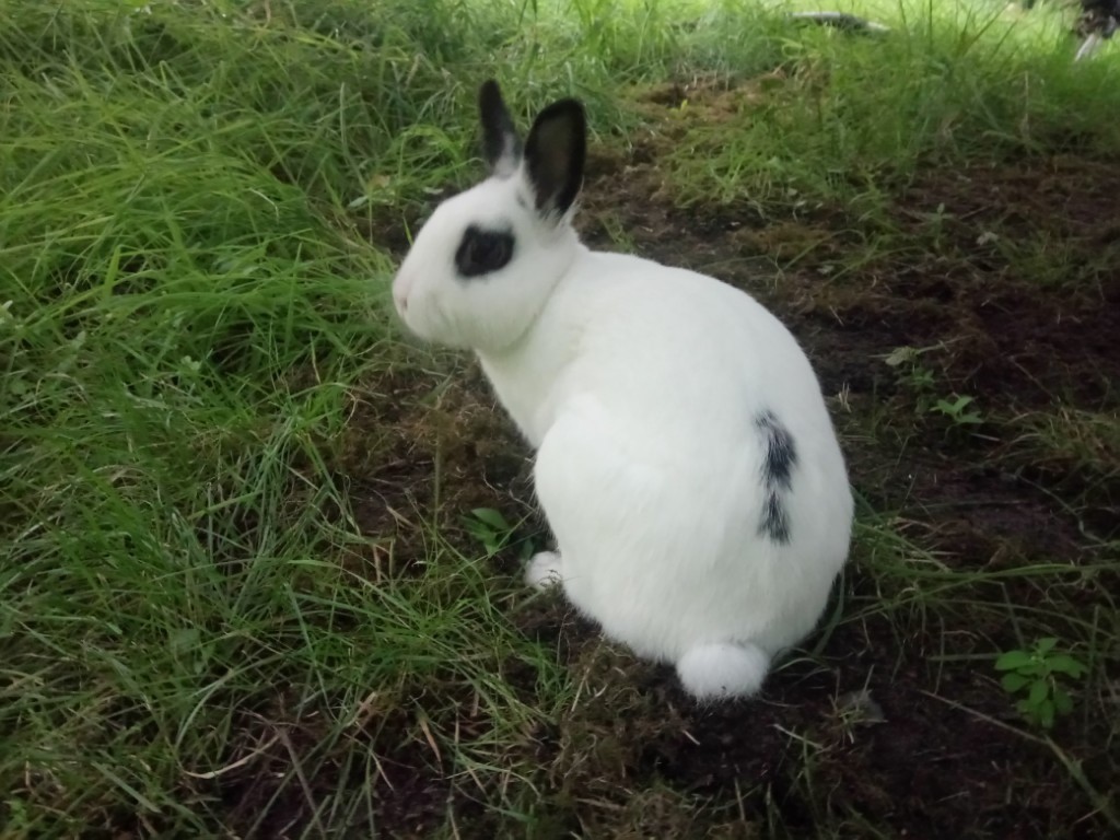 Cute , female , white bunny with black circle around eyes. | in ...