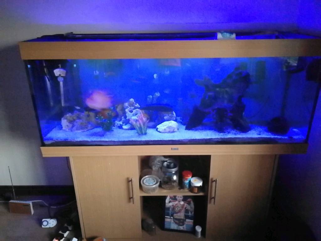 Juwel 5 foot fish tank full set up | in Carrickfergus, County Antrim ...