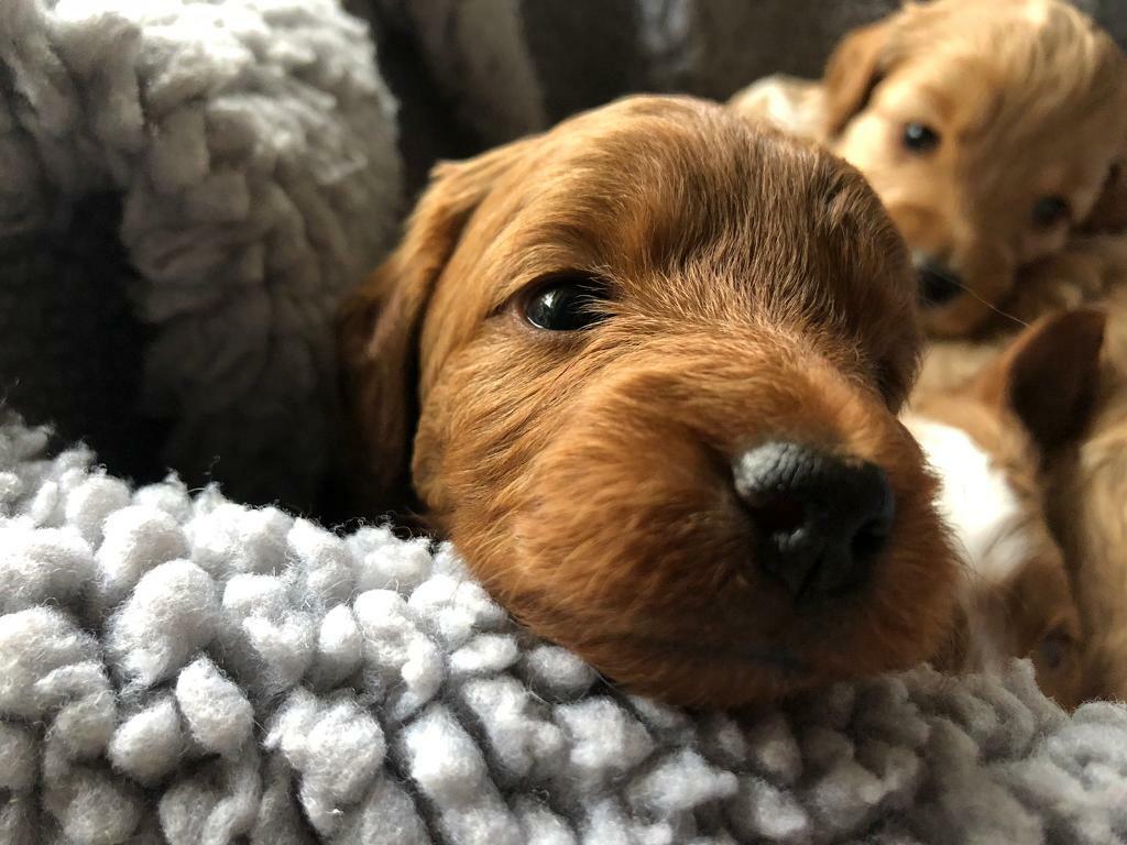 Toy cockapoo puppies | in Telford, Shropshire | Gumtree