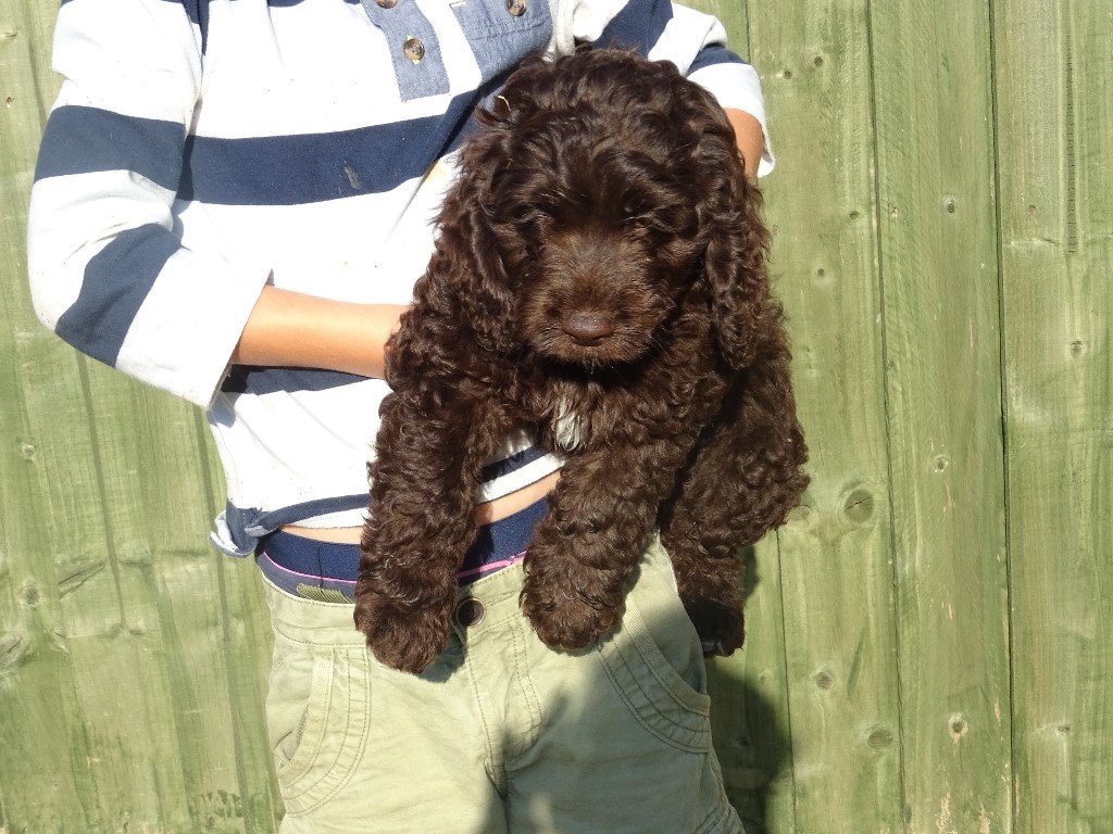 F1 Chocolate Cockapoo puppies 10 weeks old | in Yeovil, Somerset | Gumtree