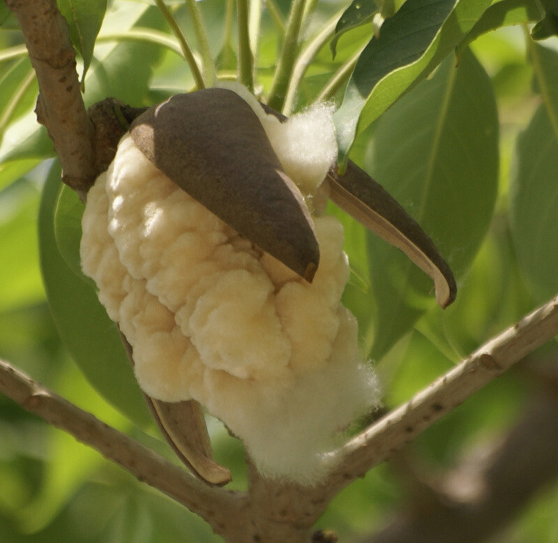 RED SILK COTTON TREE (Bombax ceiba) 10 seeds | eBay