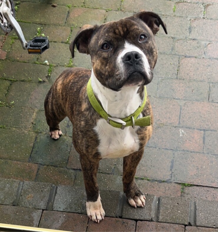 Staffy x XL bully | in Seaton Delaval, Tyne and Wear | Gumtree