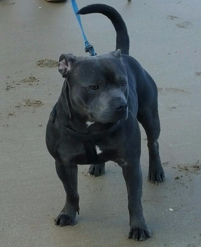chunky pure blue staff (staffies staffs staffy) puppies for sale | in ...