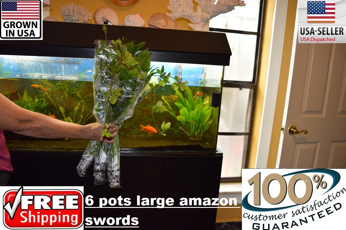 6 Pots of medium amazon sword Plant Easy Aquarium aquascaping planted ...