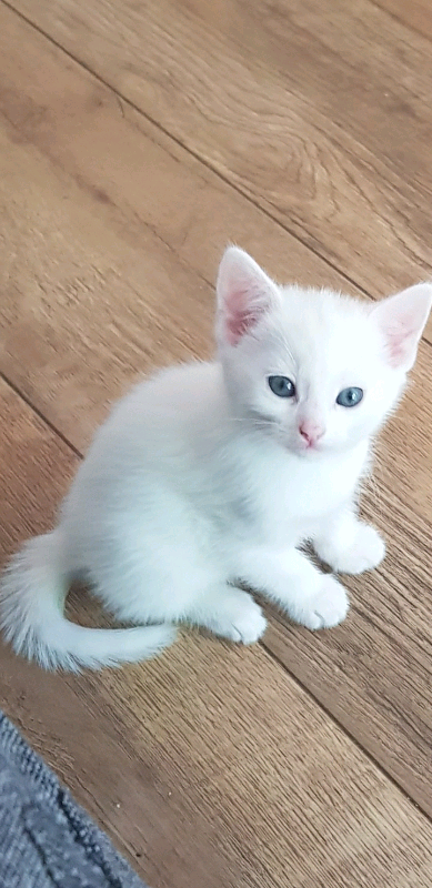 KHAO MANEE PURE WHITE MALE KITTENS - 1 BLUE EYES - 1 GREY EYES | in ...