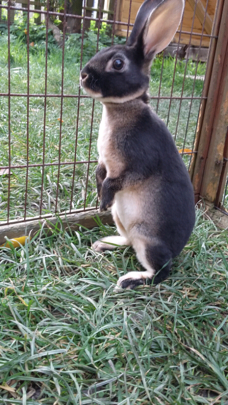 Mini otter rex rabbits 9 weeks old Black otter or Chocolate otter buc ...