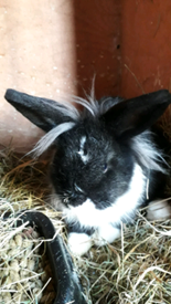Pets - Gumtree