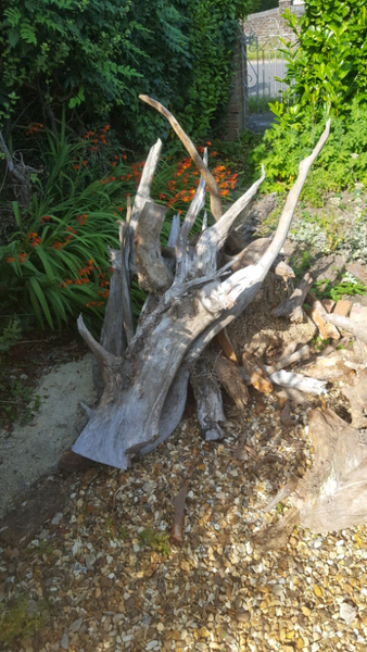 Tree Root for sale in UK | 47 second-hand Tree Roots