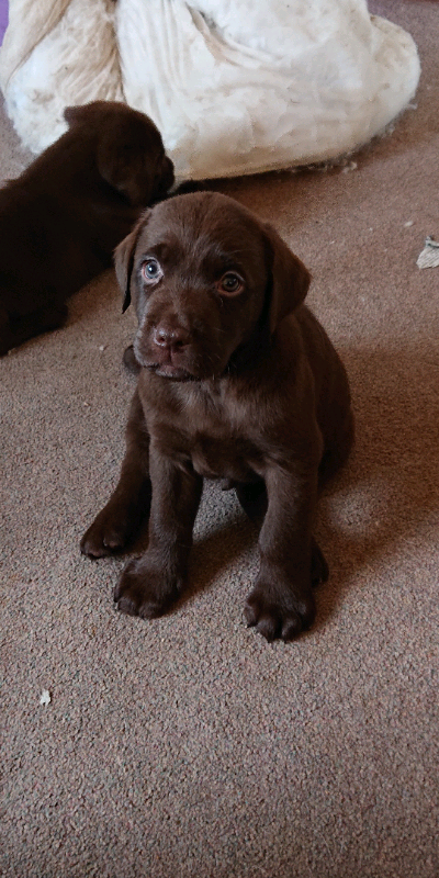 1 Male Chocolate Labrador Puppy | in Cupar, Fife | Gumtree