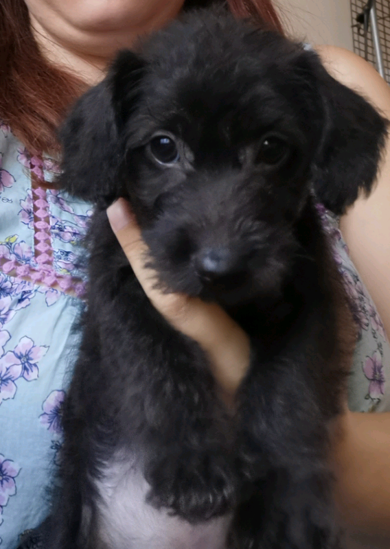 Beautiful jackapoo puppies | in West Moors, Dorset | Gumtree