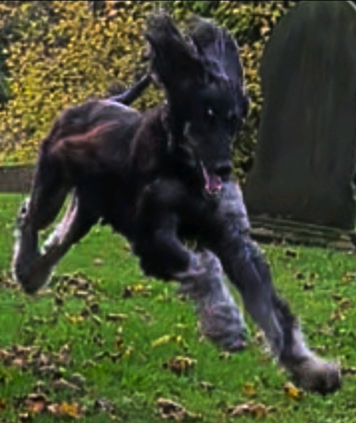 Afghan Hound for sale in UK | 37 used Afghan Hounds