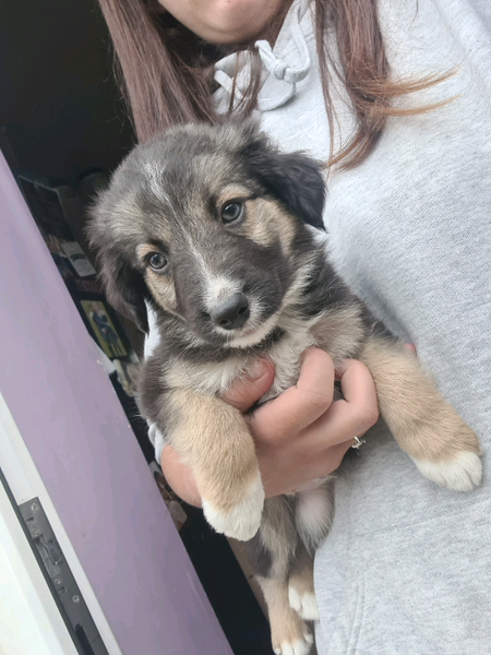 Alsatian Dog for sale in UK | 66 used Alsatian Dogs