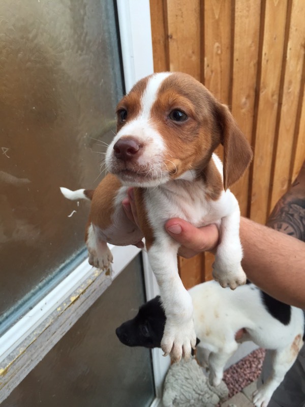 Cocker spaniel x jack Russell puppies | in Fareham, Hampshire | Gumtree