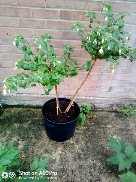 Standard Fuchsia Plant for sale in UK | View 12 bargains