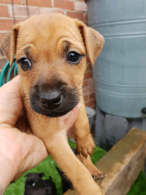 PATTERJACK short tailed puppies (patterdale x jack russell) | in ...