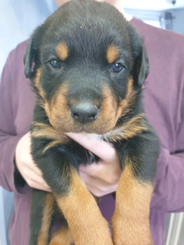 Chunky rottweiler pupp6 | in Midsomer Norton, Somerset | Gumtree