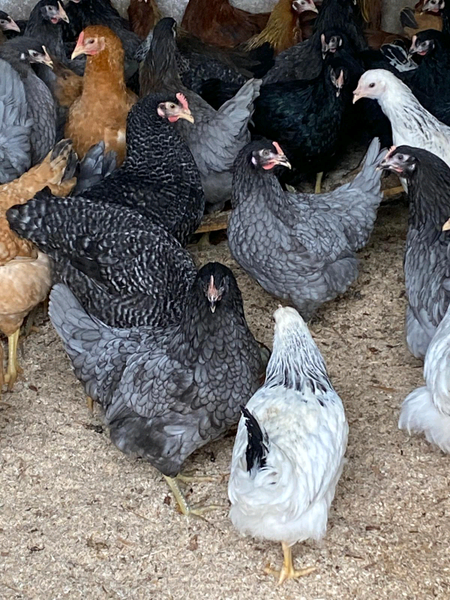 Bantam Chickens for sale in UK | 79 used Bantam Chickens