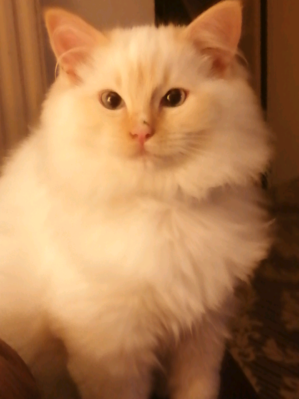 pedigree red flame point Ragdoll kitten last one. Ready now. | in Louth ...