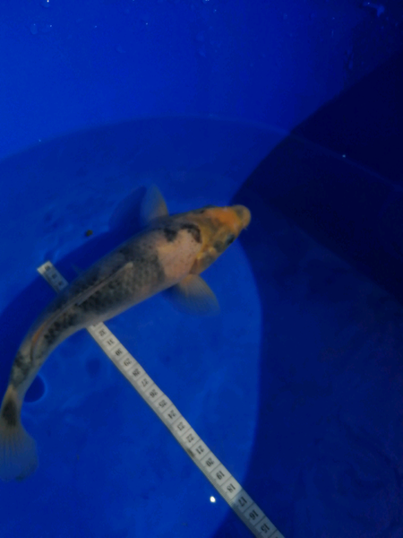 Koi Vat for sale in UK | 38 second-hand Koi Vats