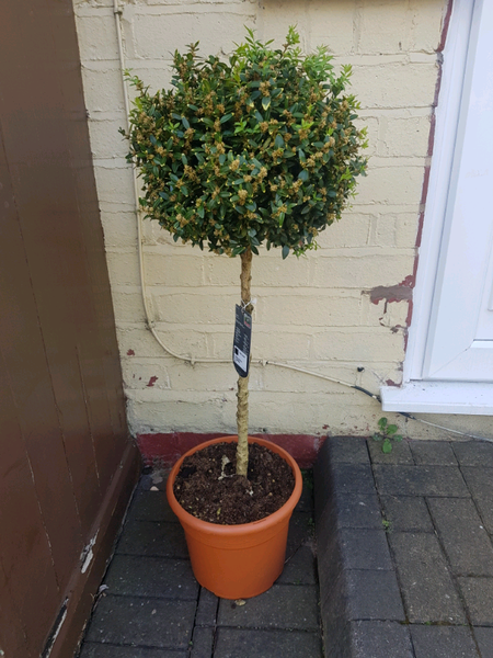 Lollipop Tree for sale in UK | 67 used Lollipop Trees