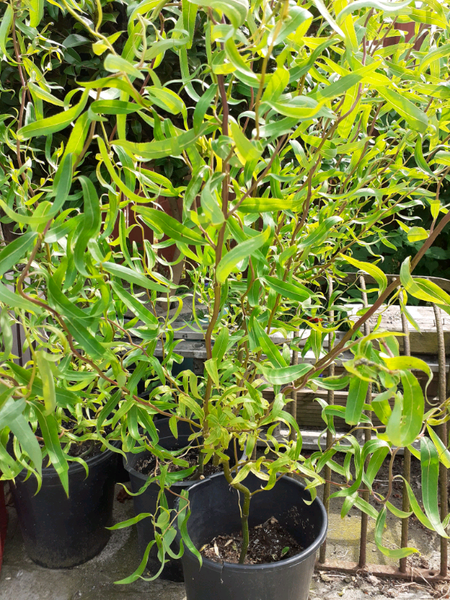 Twisted Willow for sale in UK | 63 used Twisted Willows