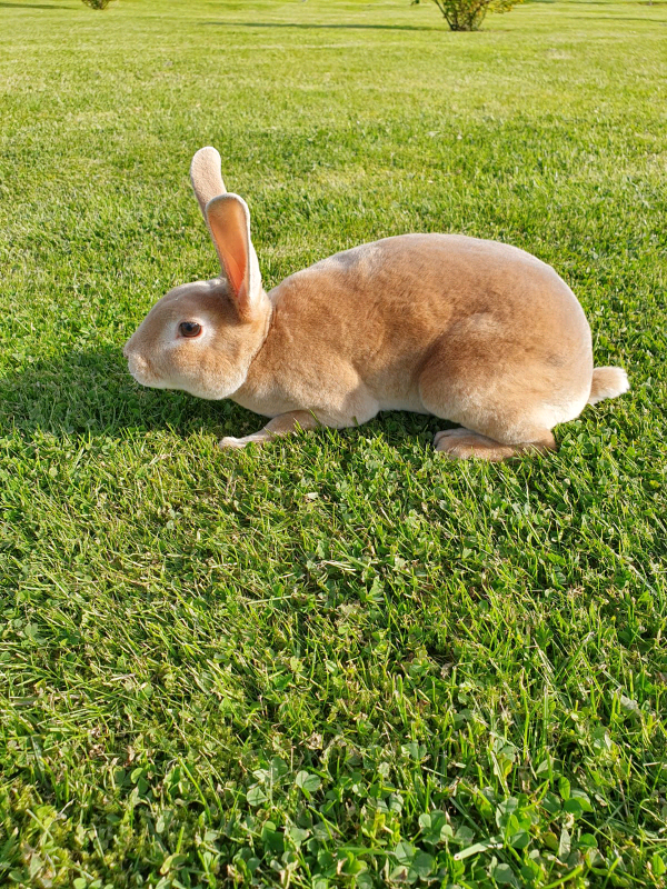 Mini rex Rabbit | in Keith, Moray | Gumtree
