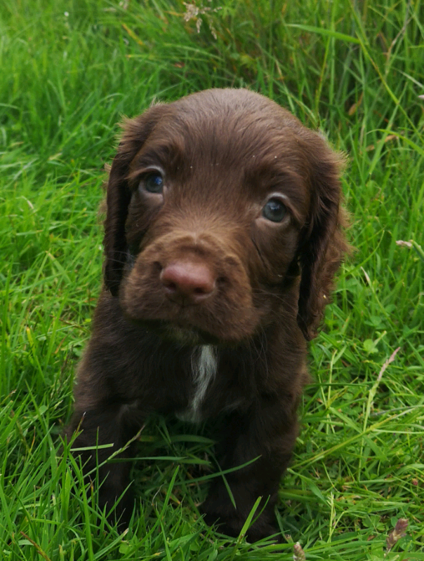 Charming Sprocker Spaniel Puppies | in Horsham, West Sussex | Gumtree