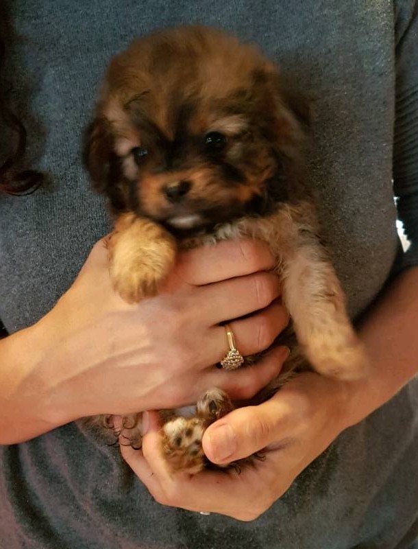 Cockapoo Pomeranian pups | in Wirral, Merseyside | Gumtree