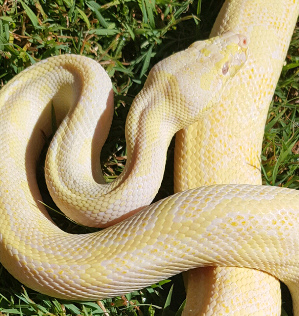 Sunglow Carpet Python | Reptiles & Amphibians | Gumtree Australia Logan ...