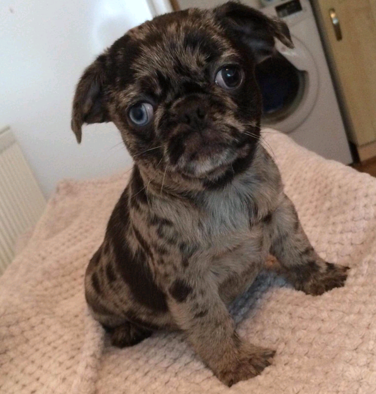 Stunning merle Male pug possible carrying choc and tan | in St Mellons ...