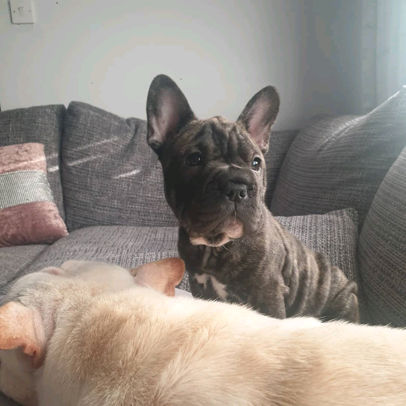 Frenchie Pei (French Bulldog x Shar Pei) | in Washington, Tyne and Wear ...