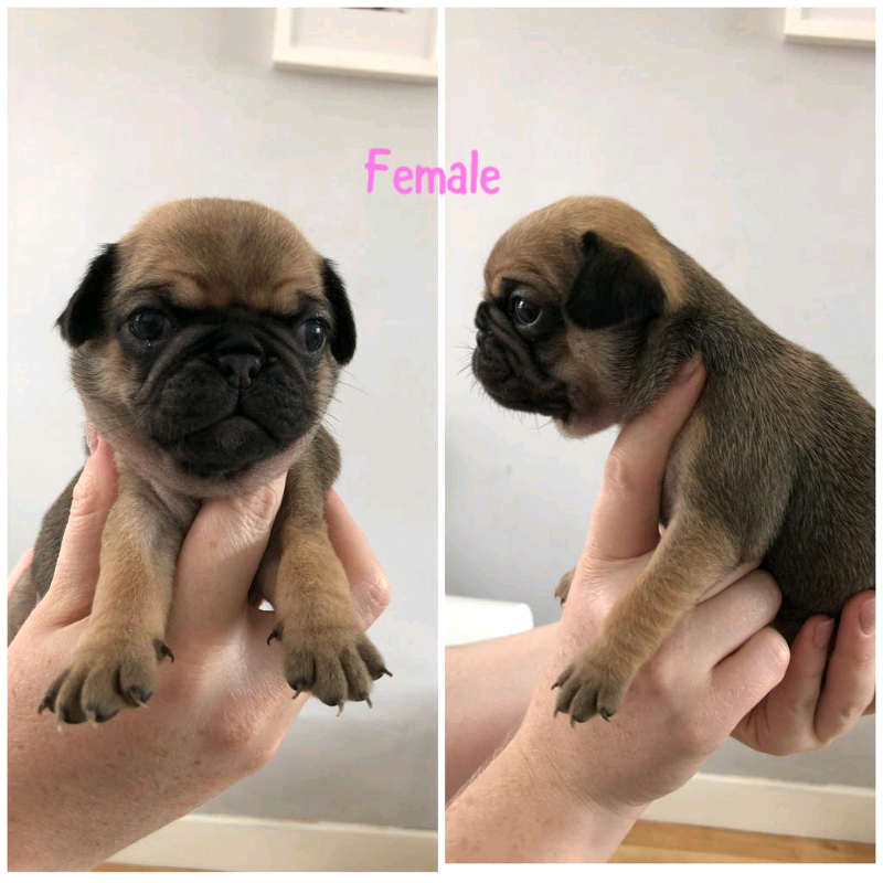 Female Pug Puppy | in Dunfermline, Fife | Gumtree