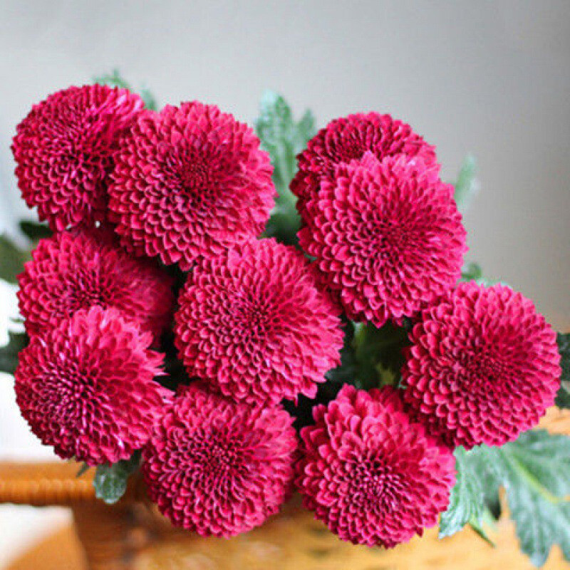 1 Pack 100 Yellow Pompon Chrysanthemum Seeds Pompon Mum Courtyard ...