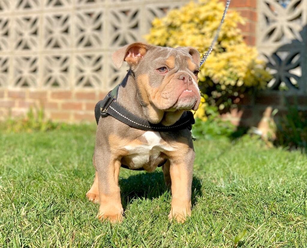 English Bulldog Lilac Tri Female | in Orsett, Essex | Gumtree English Bulldog Lilac Tri Female | in Orsett, Essex | Gumtree