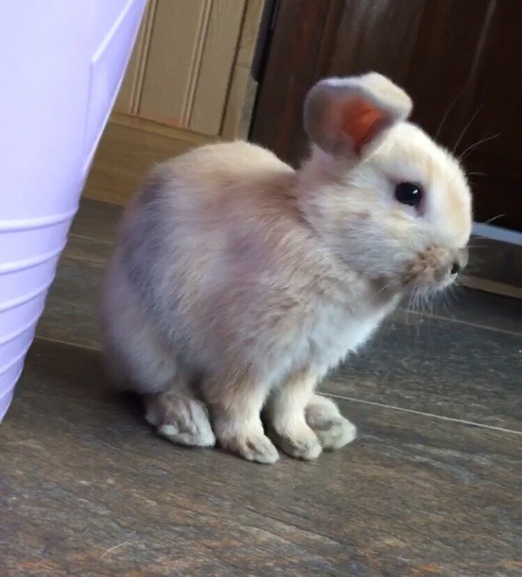 Pure mini lop baby rabbits for sale | in Hamilton, South Lanarkshire ...