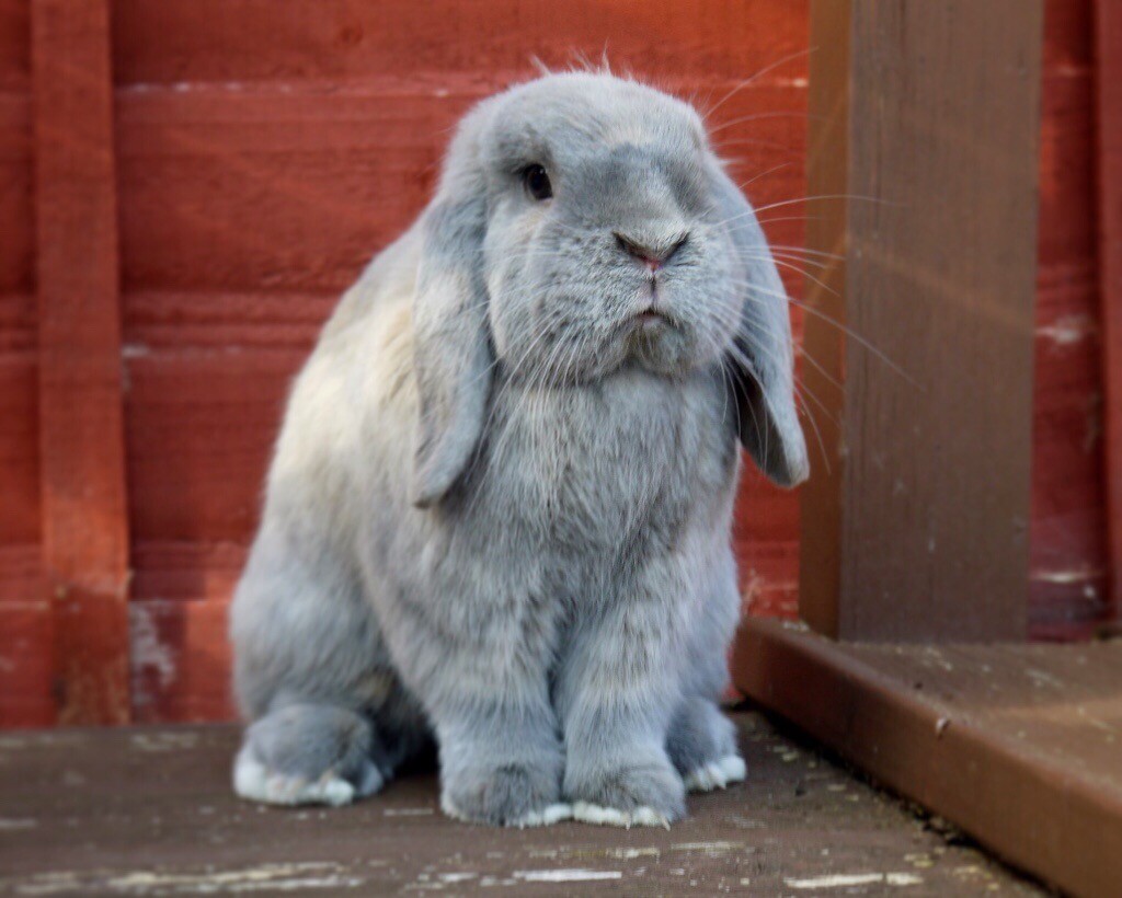 3yo female mini lop bunny | in Lancing, West Sussex | Gumtree