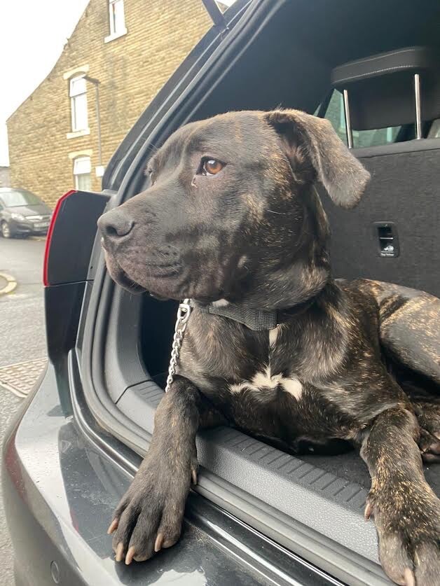 Beautiful 7 month puppy Cane Corso/ Presa Canario mix very rare breed ...