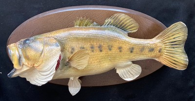 Taxidermy - Fish Wall Mount Vintage