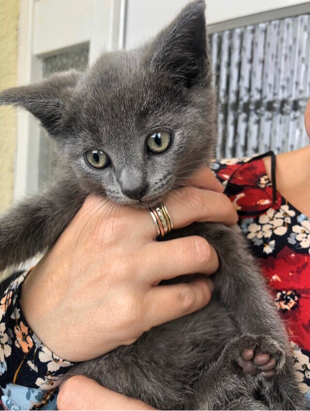 Beautiful silver blue kitten/cat | in Paignton, Devon | Gumtree