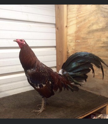 Poultry - Gamefowl Hatching Eggs