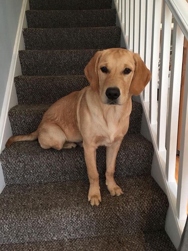 retriever x golden labrador 5 months old male | in Cheshunt ...