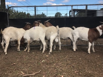 boer goats for sale | Livestock | Gumtree Australia Free Local Classifieds